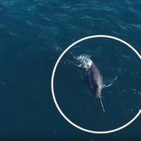 Kieł narwala - co to jest i do czego służy ssakom z Oceanu Arktycznego ...